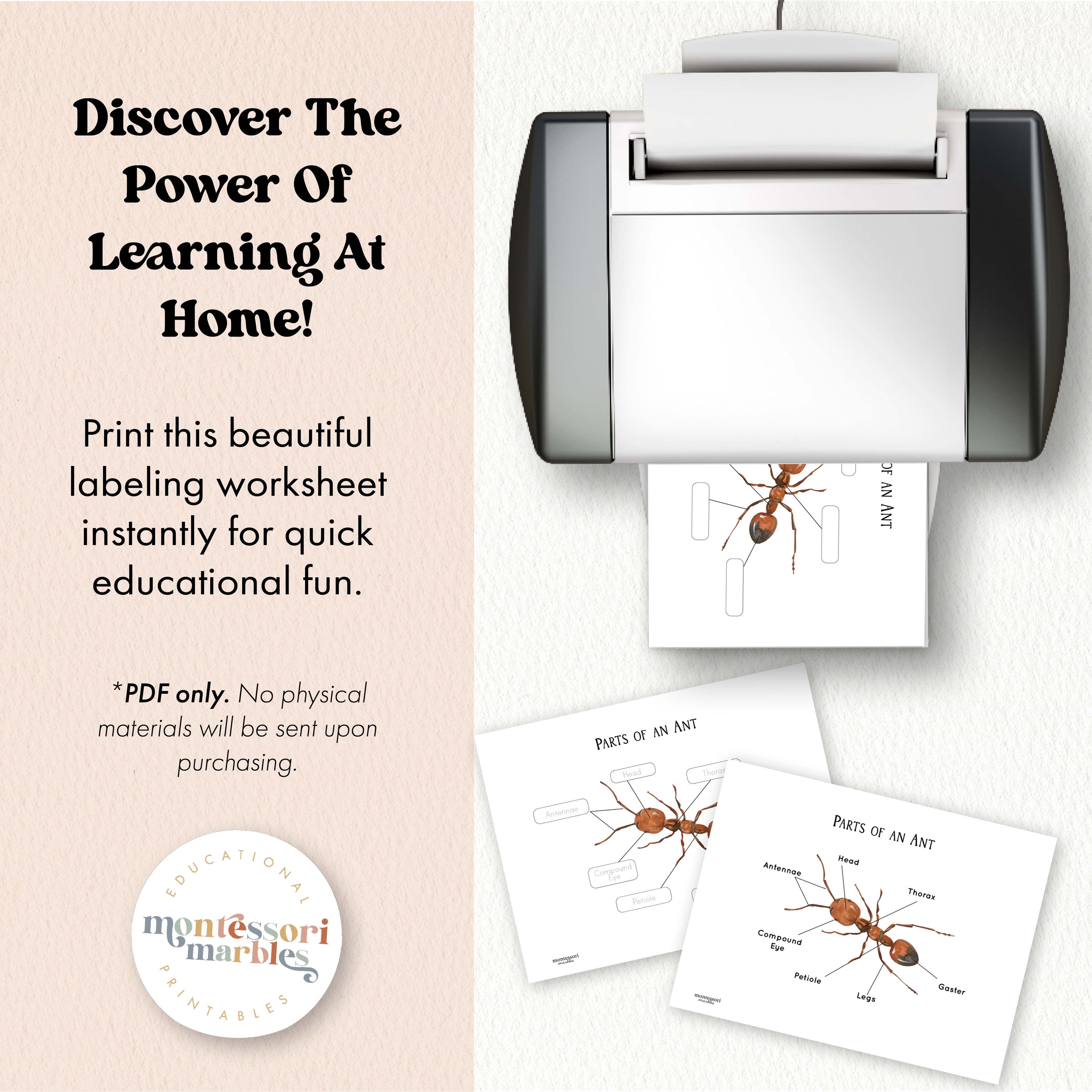 Parts of an Ant | 2 Pages Labeling Poster Insect Anatomy Ages 5-8 ...