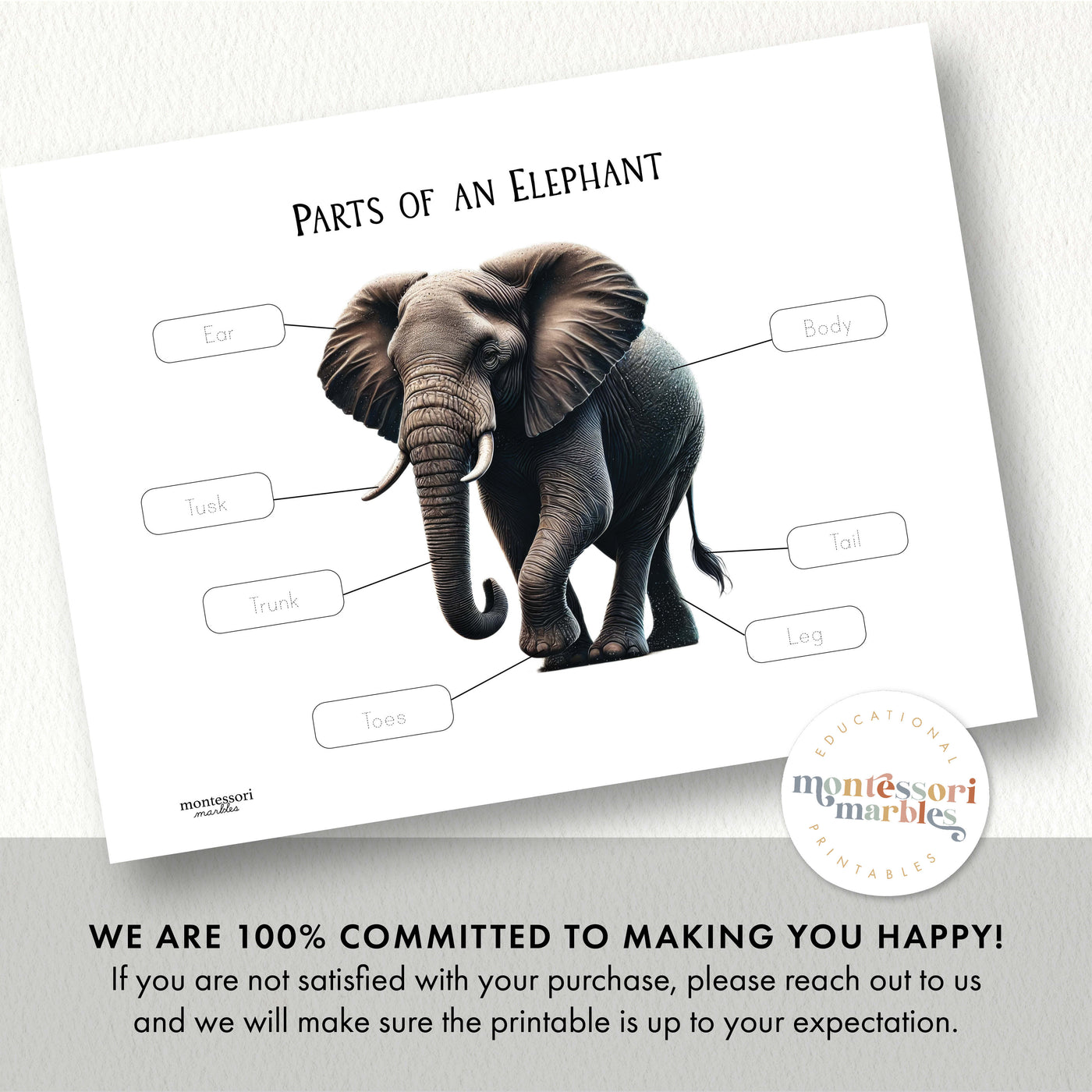 Parts of an Elephant | 2 Pages Labeling Poster Zoology Science Ages 5-8 ...