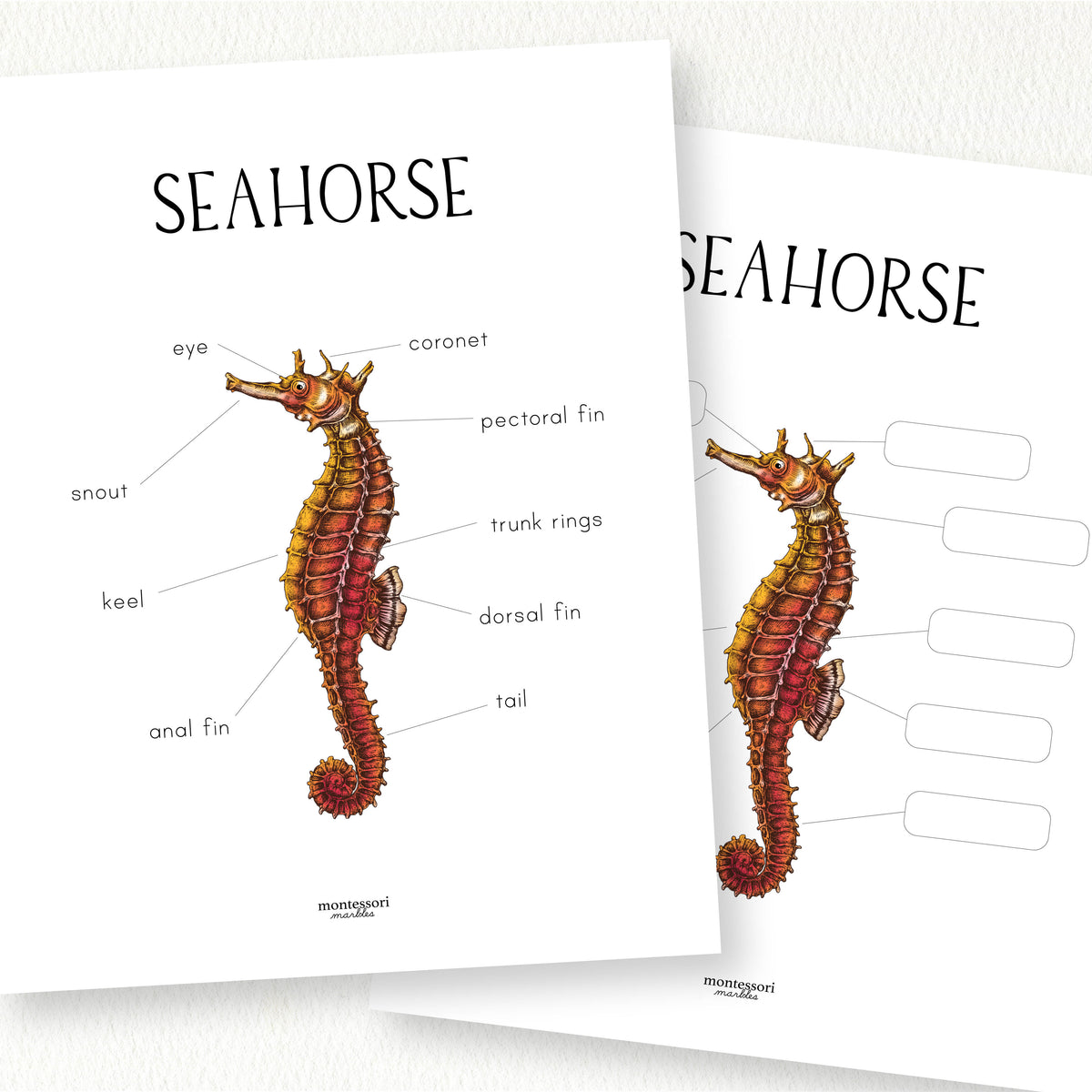 Seahorse Anatomy Worksheet – Montessori Marbles