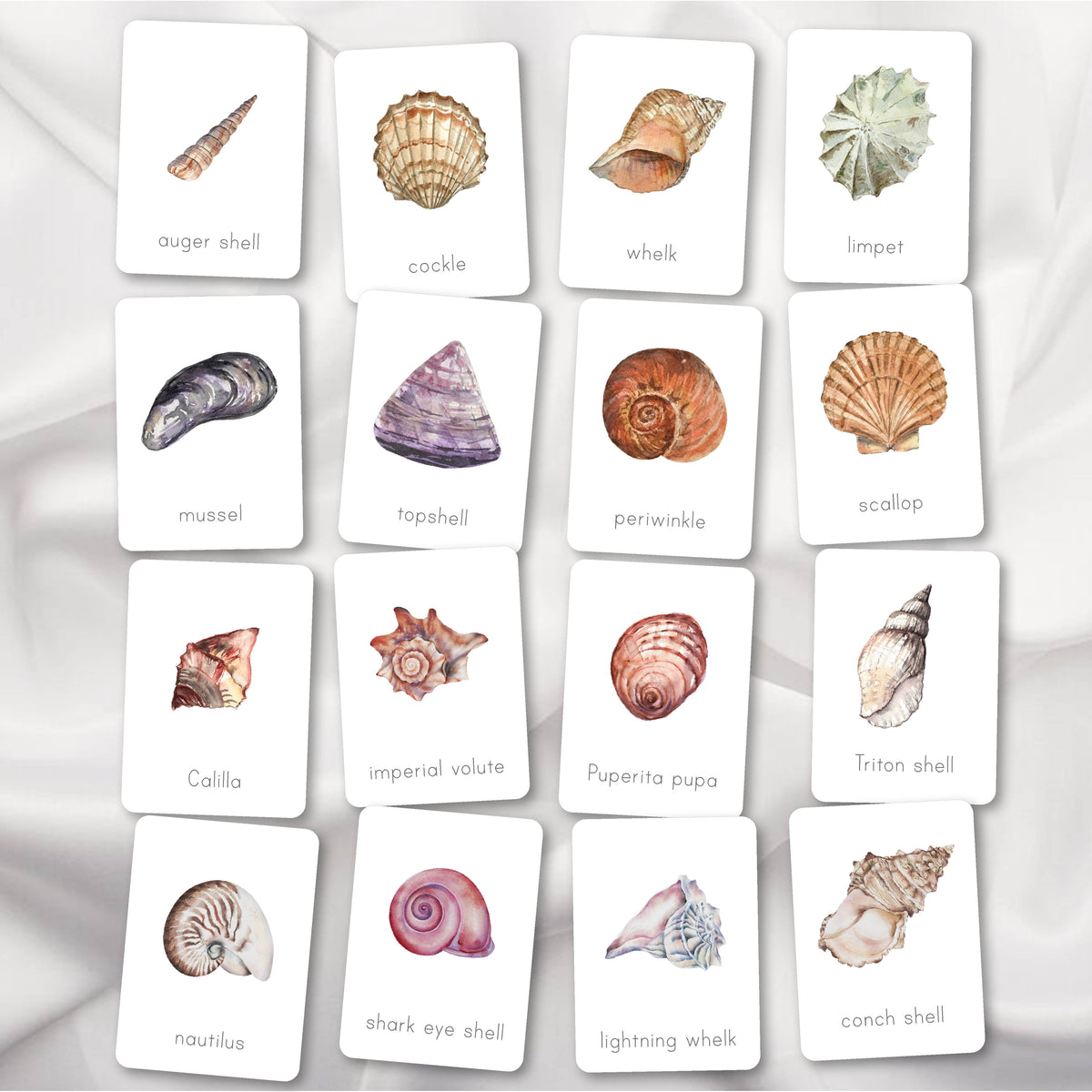 Seashells Flash Cards | Montessori Printable Activity Resources ...