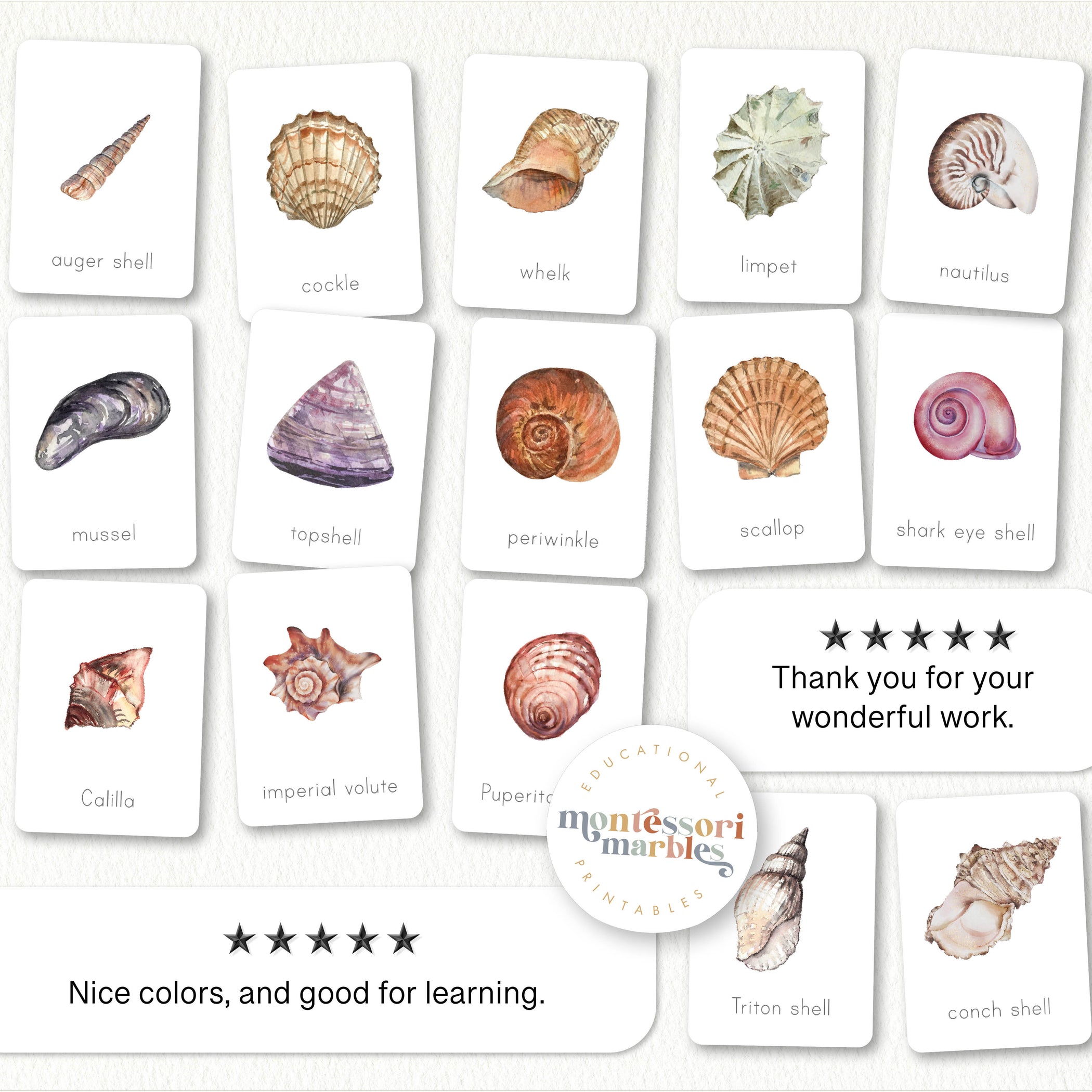Seashells Flash Cards | Ocean Vocabulary Watercolor Ages 3-8 PDF ...