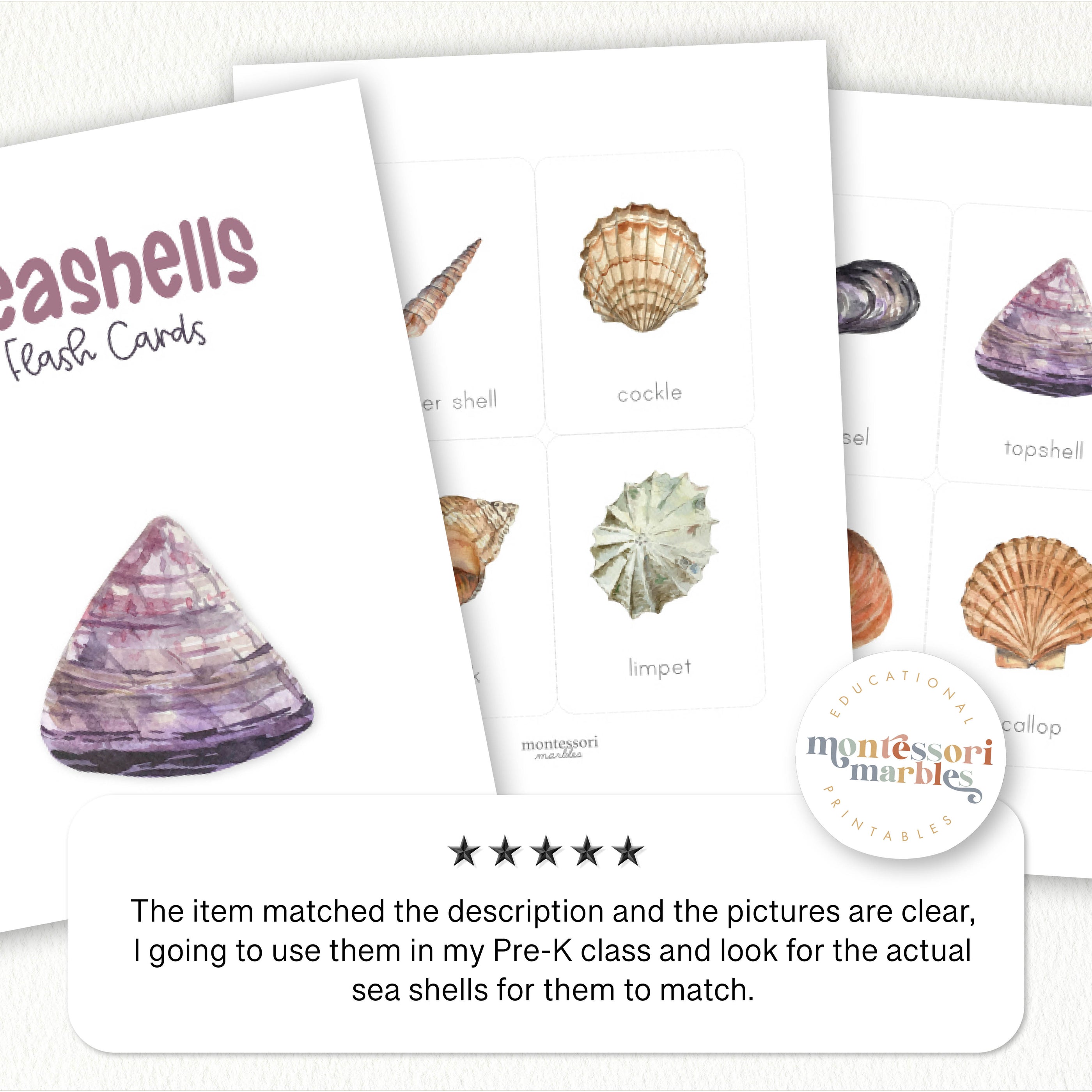 Seashells Flash Cards | Ocean Vocabulary Watercolor Ages 3-8 PDF ...