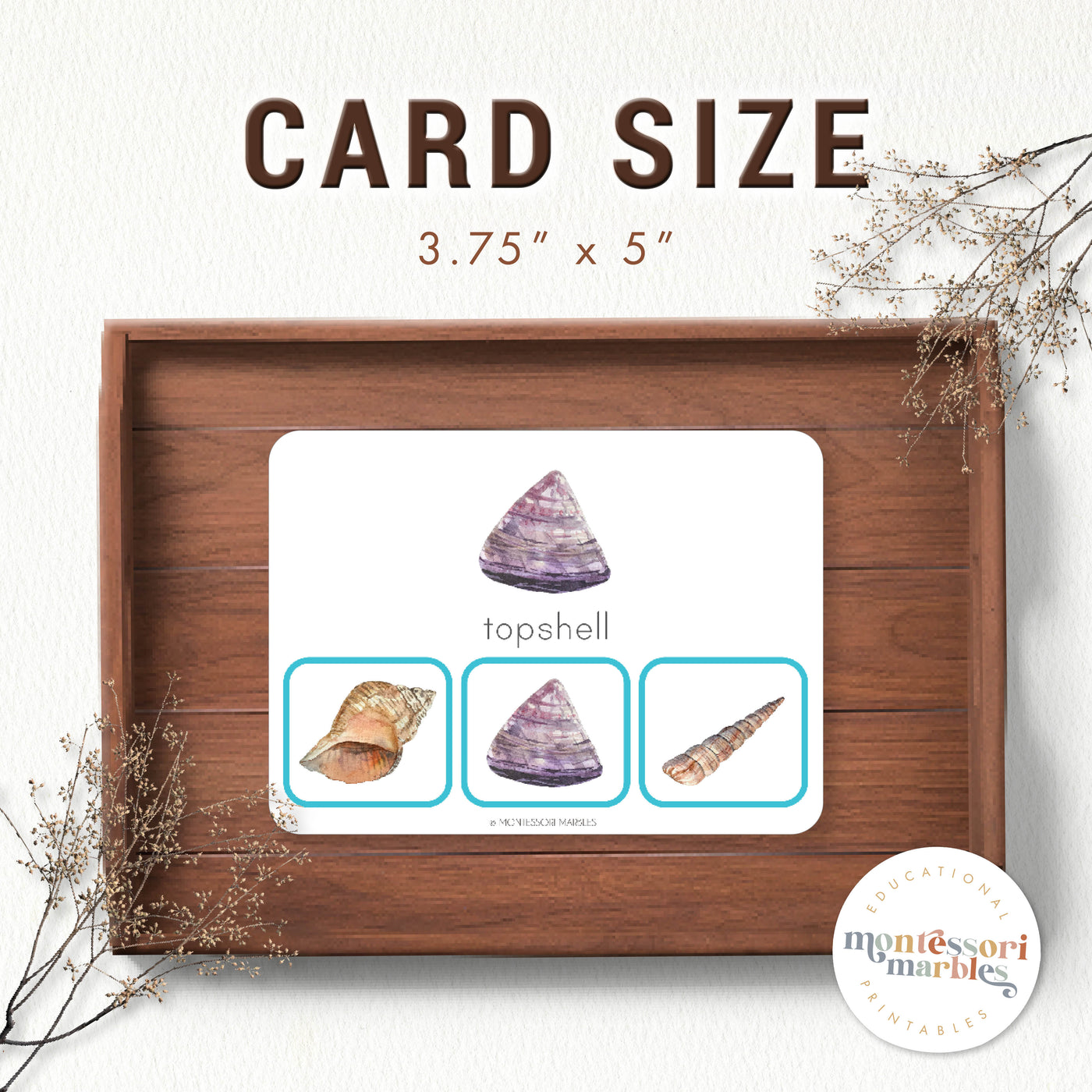Seashells Picture Matching Clip Cards | Ocean Animals Fine Motor ...