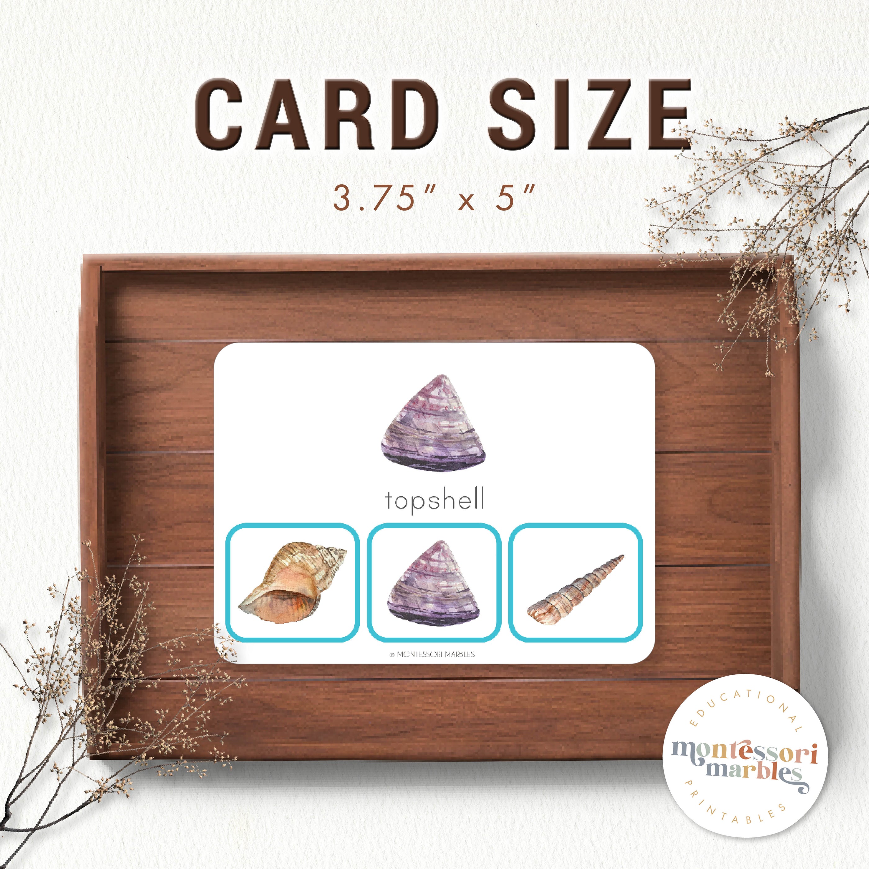 Seashells Picture Matching Clip Cards | Ocean Animals Fine Motor ...