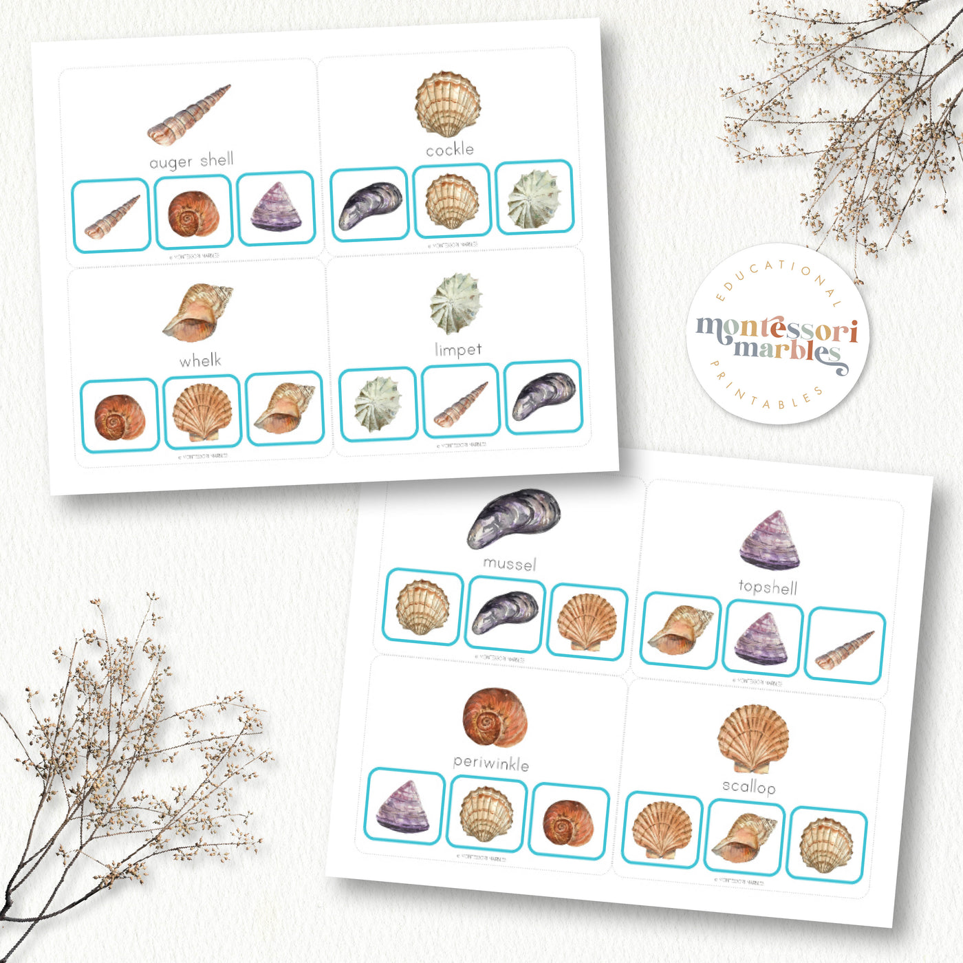 Seashells Picture Matching Clip Cards | Ocean Animals Fine Motor ...