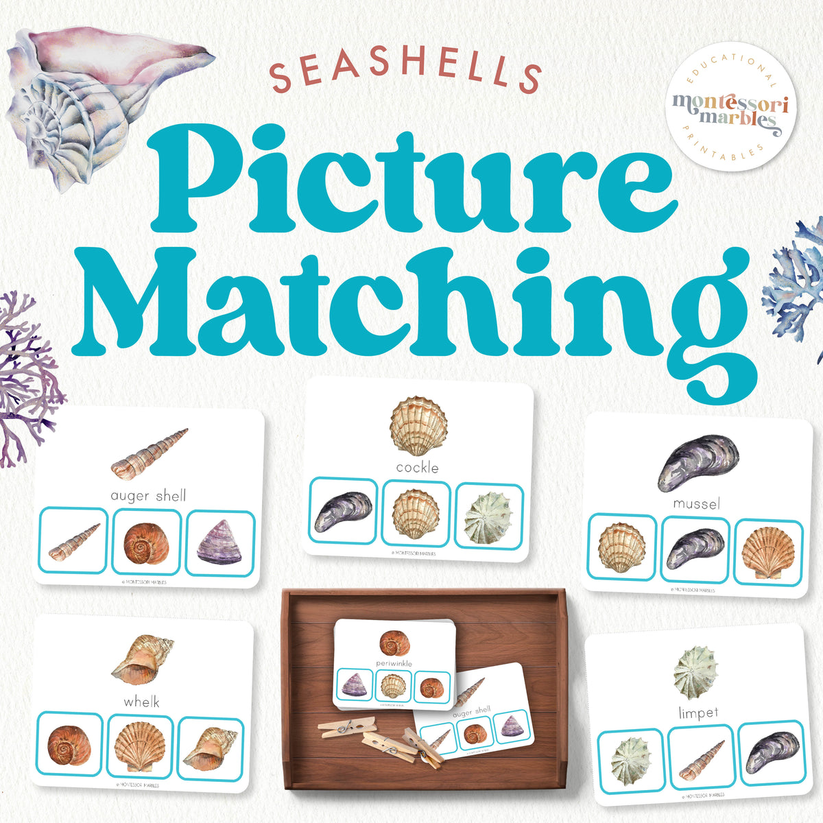 Seashells Picture Matching Clip Cards | Ocean Animals Fine Motor ...