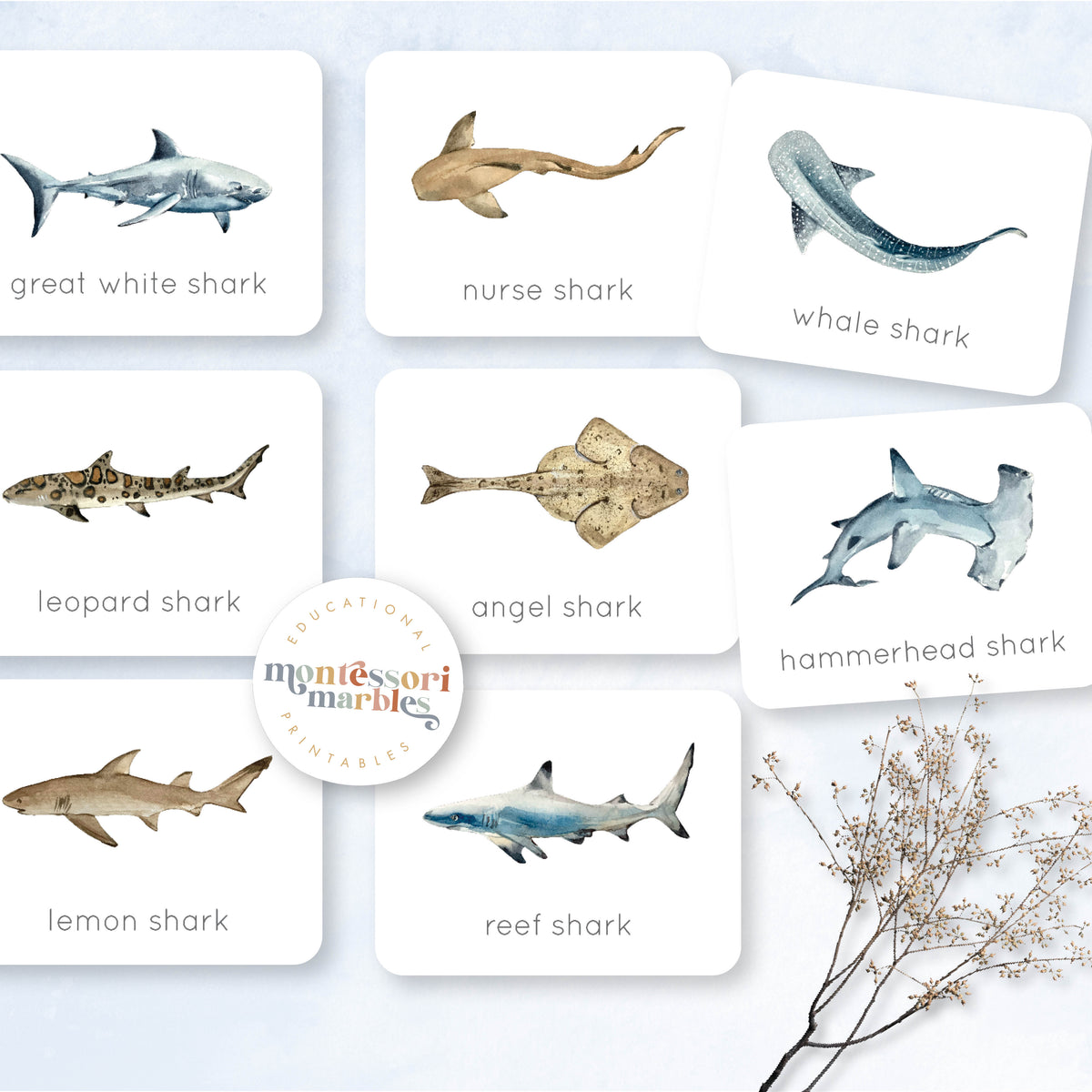 Sharks Flash Cards | Montessori Printable Flash Cards – Montessori Marbles