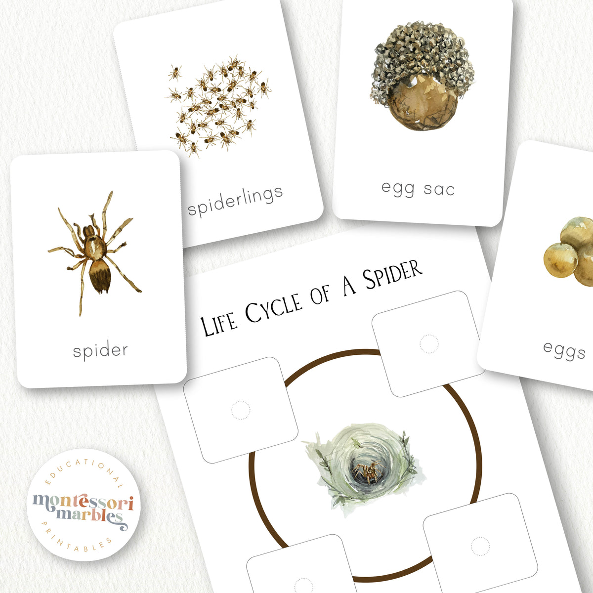 Spider Life Cycle | Montessori Inspired Resources – Montessori Marbles