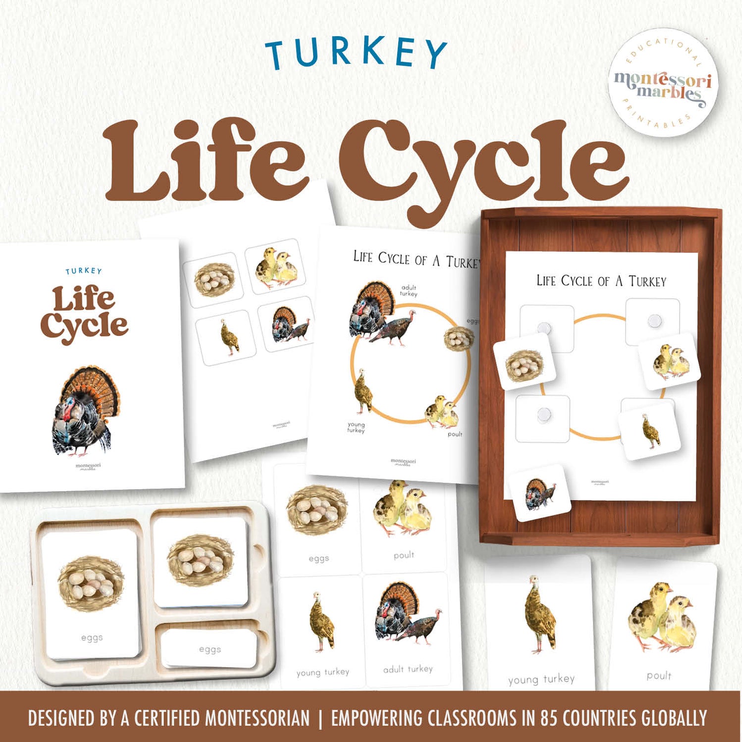 Turkey Life Cycle Cards | Thanksgiving Science Ages 4-7 — Montessori ...