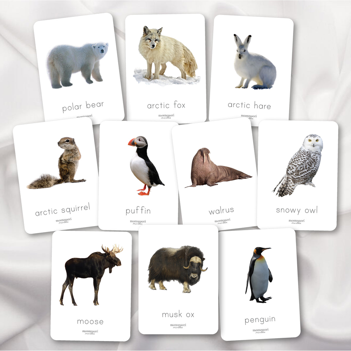 Polar Animals Nomenclature Cards | Montessori Inspired Printables ...