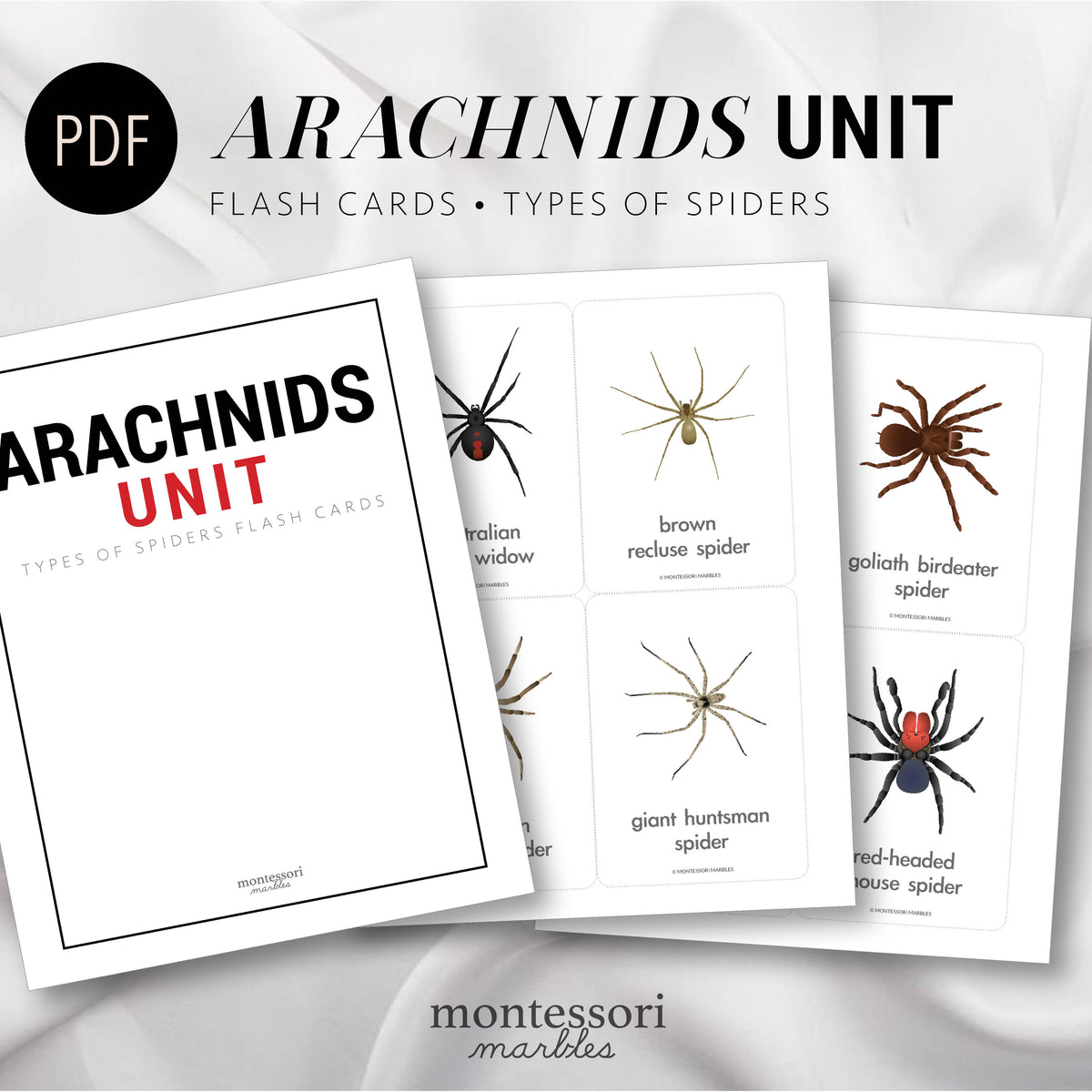 Spider Flash Cards – Montessori Marbles