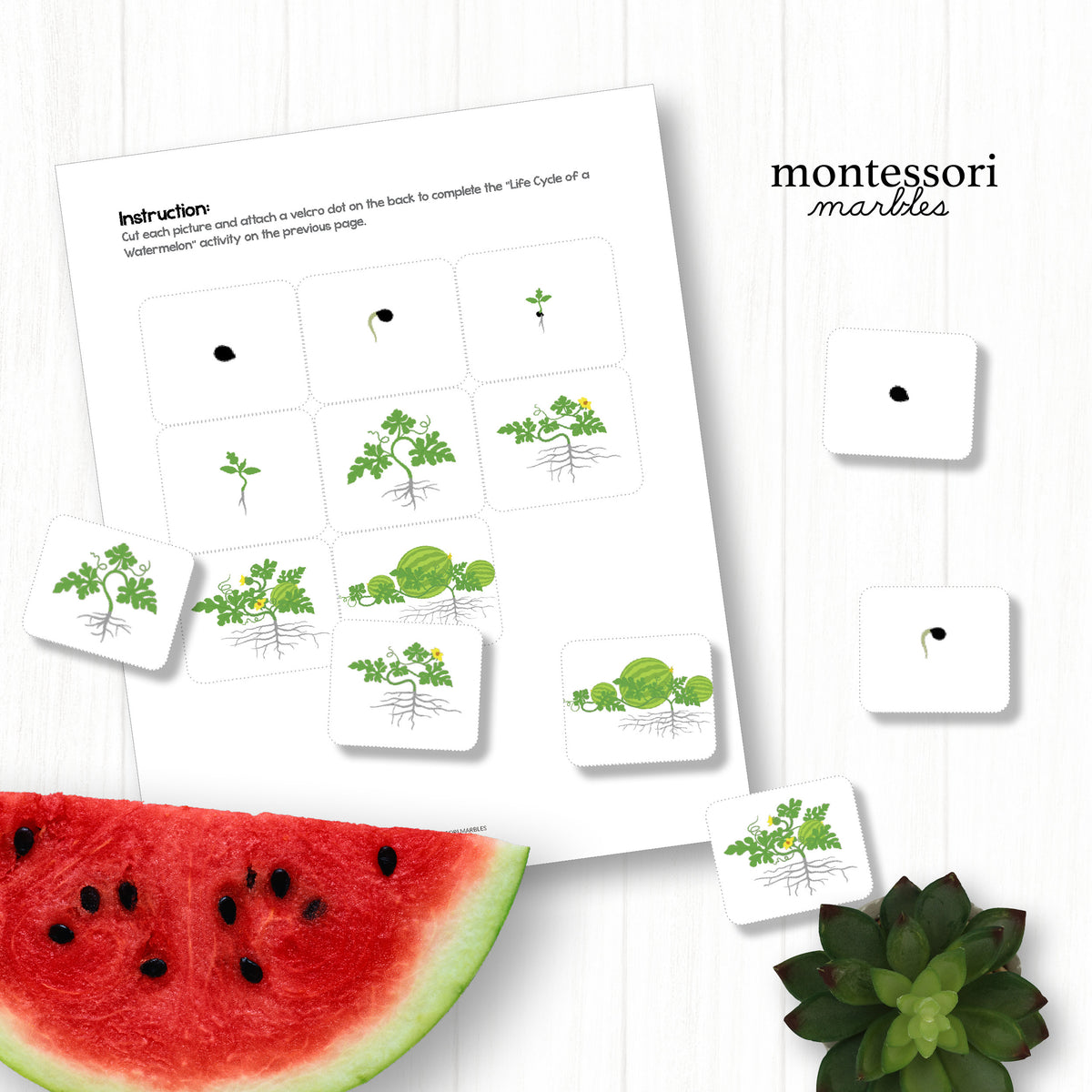 Watermelon Life Cycle | Montessori Inspired Printable Resources ...
